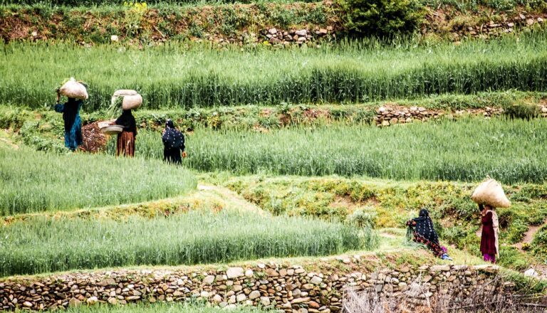 Agriculture of Afghanistan - Livestock and Crops - Afghanistans